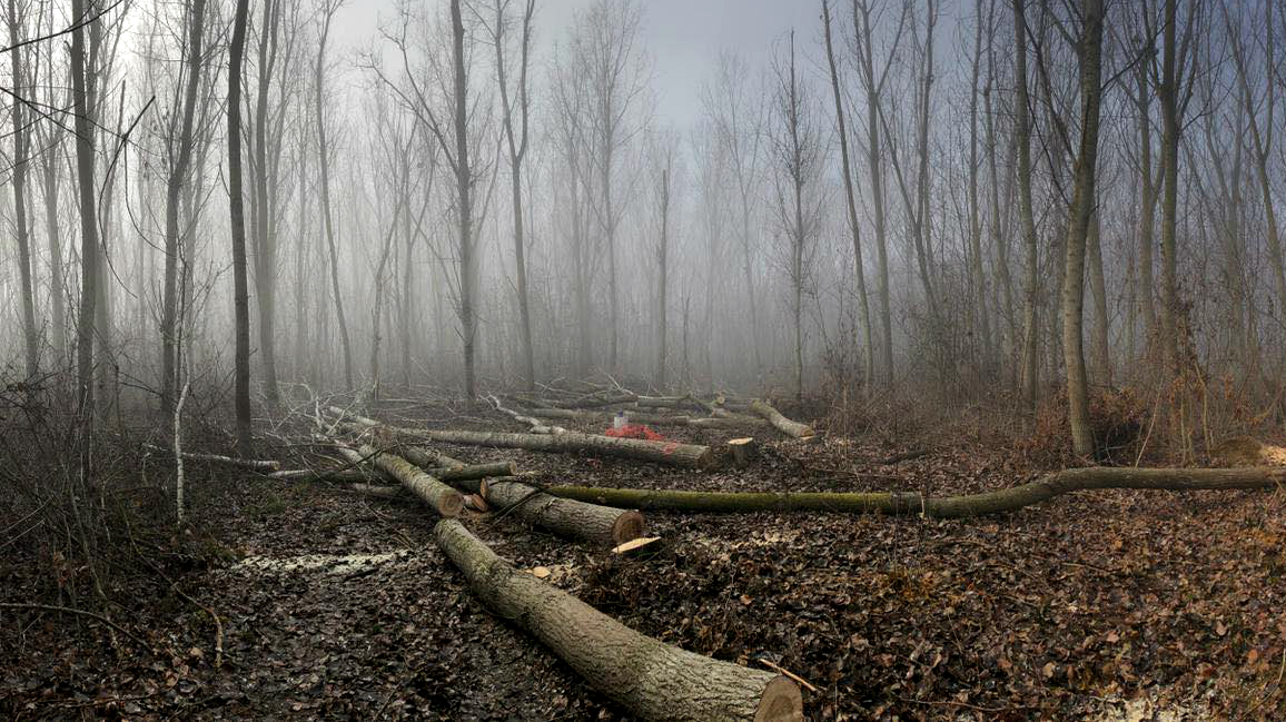 VIDEO | Lucrari la podul peste Dunare: se defriseaza terenul ...